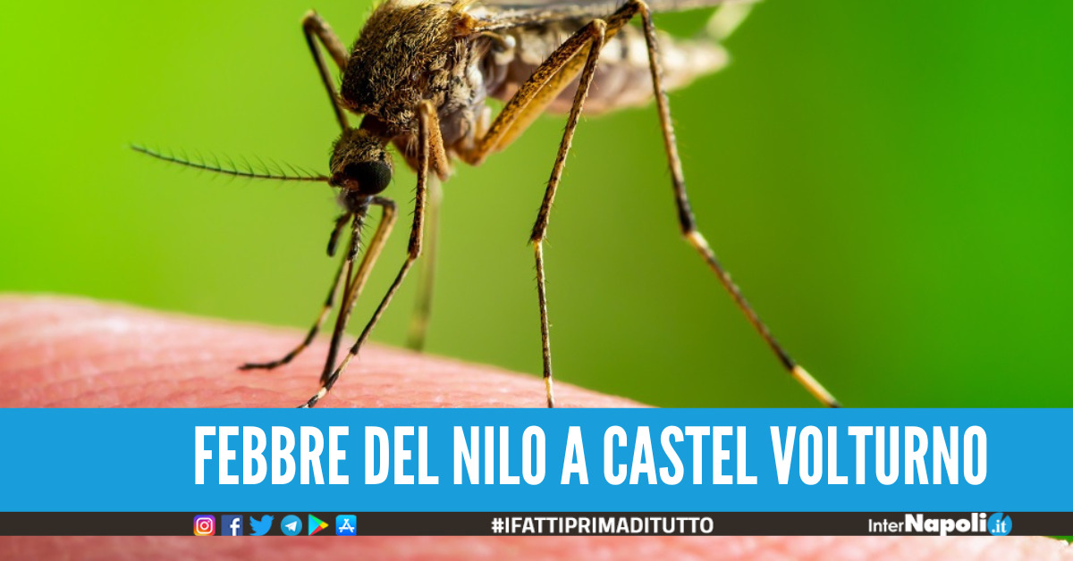Febbre del Nilo, aumentano i casi a Castel Volturno: attenzione ai sintomi