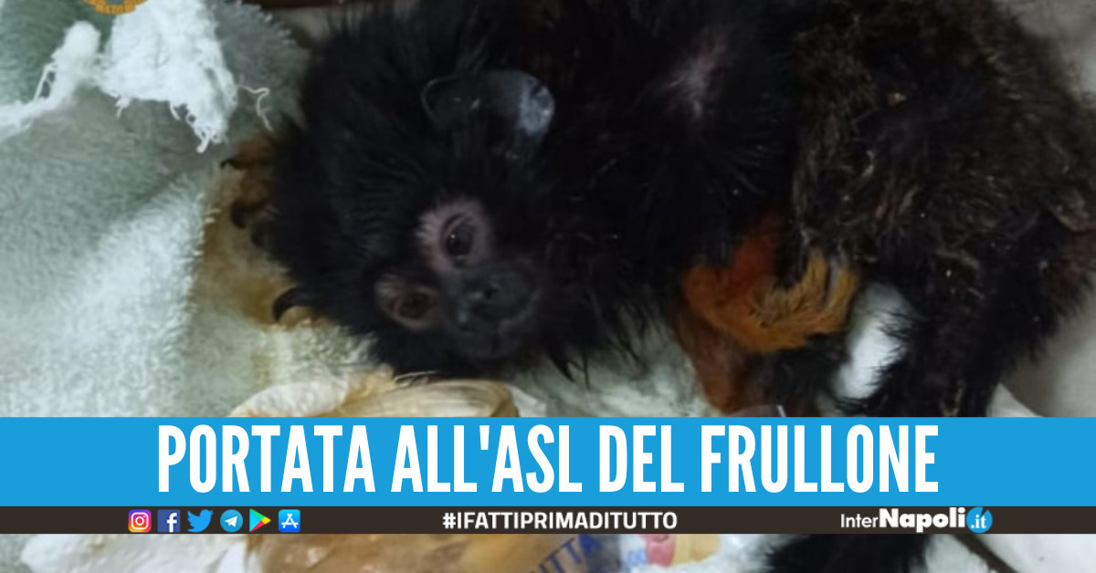 Una scimmia nella scatola delle scarpe: scoperto 42enne in un hotel a ...