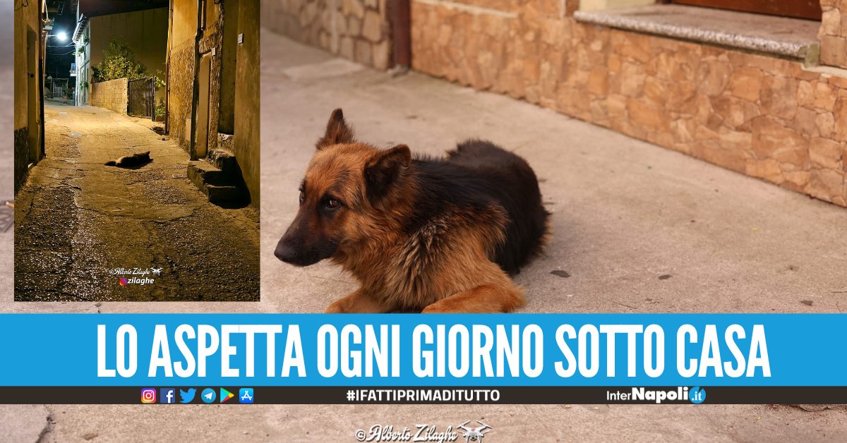 Fedele oltre la morte, la storia del cane Snoopy: ogni giorno attende ...