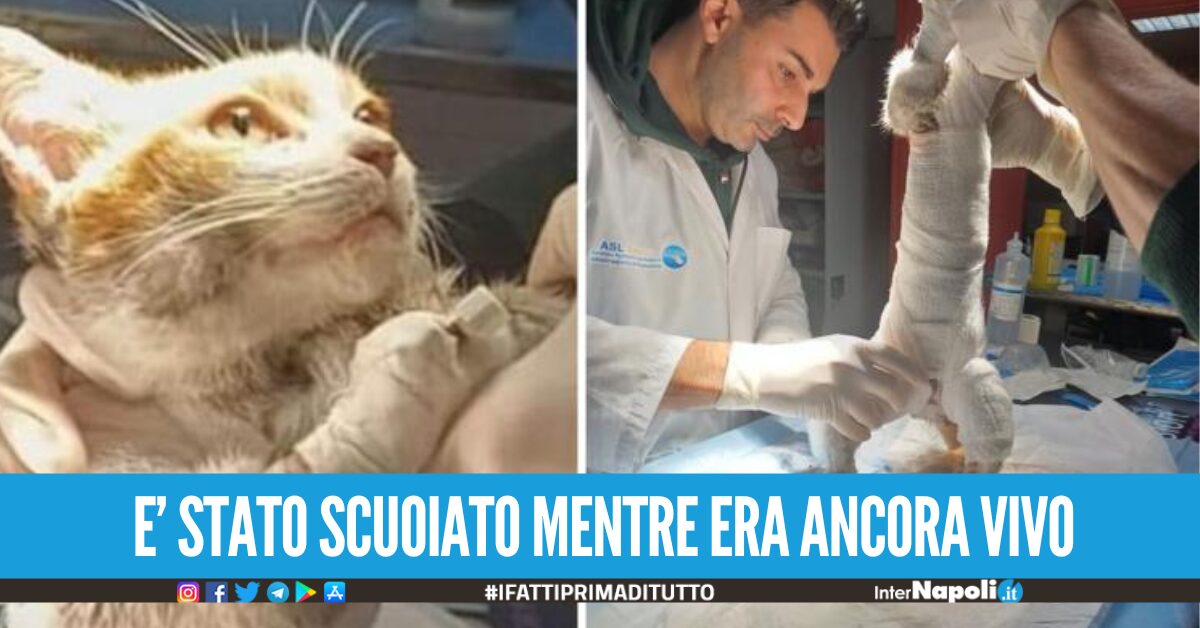 Il gatto Leone ucciso ad Angri, l'autopsia conferma l'orrore: "E' stato ...