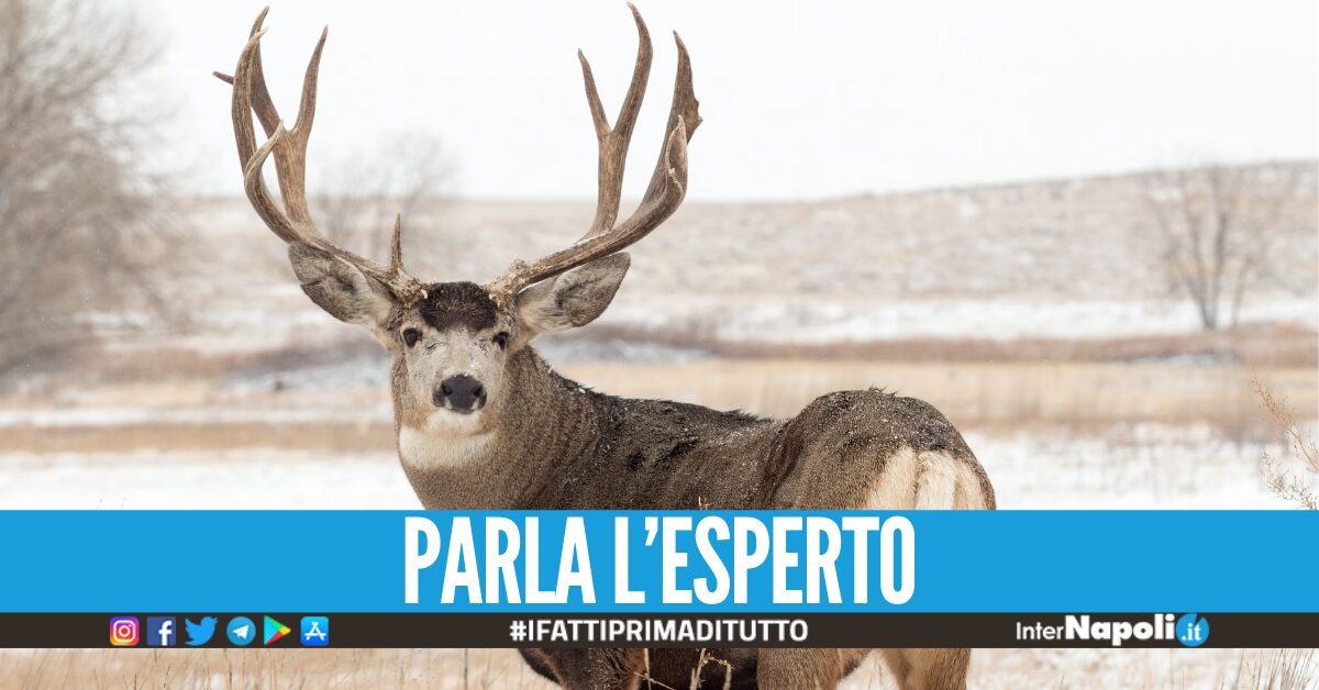 Malattia del cervo zombie, cos'è e quali sono i rischi per l'uomo