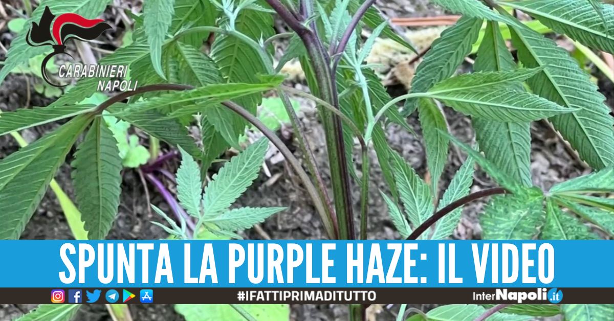 Blitz nella 'Jamaica napoletana', sequestrata una piantagione di marijuana