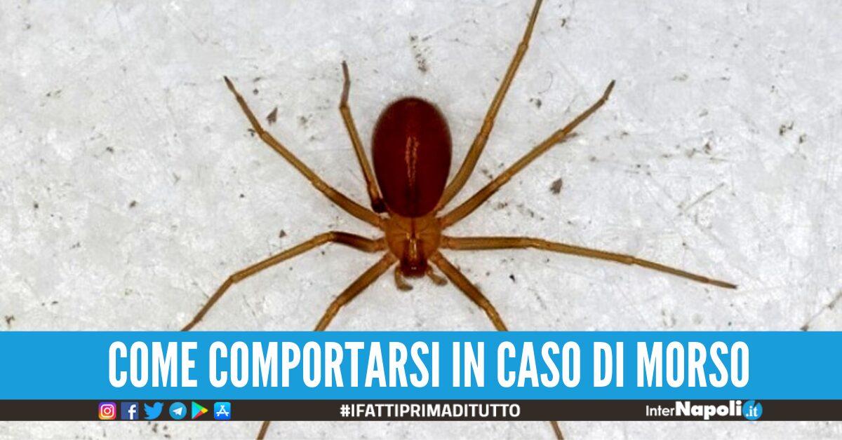 Psicosi ragno violino in Italia, è boom di chiamate ai centri anti-veleno