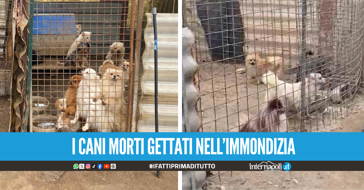 Canile lager sequestrato ad Ercolano, 43 cuccioli chiusi in gabbia tra ...